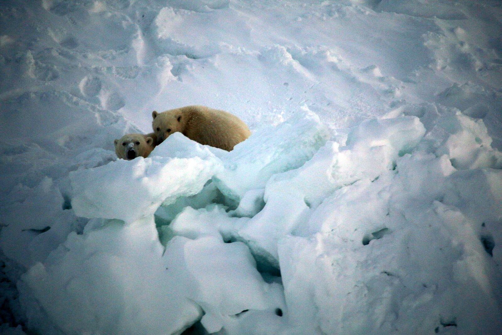 Researching Polar Bears / Fun Stuff from Author, Kathryn Lasky
